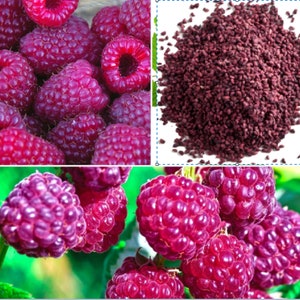 RARE Purple Royalty Raspberry Fruit Tree 5, 30 ,100 or 200 Seeds(no ...