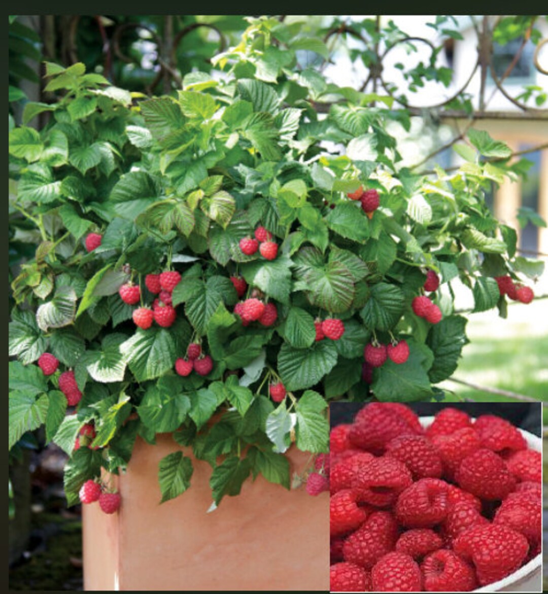 RARE Bonsai Dwarf RASPBERRY Fruit Tree 3,10,30,or200 SEEDS Can Grow ...
