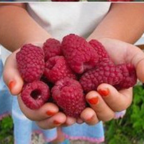 RARE JUMBO Raspberry Fruit Tree Very Sweet delicious & - Etsy