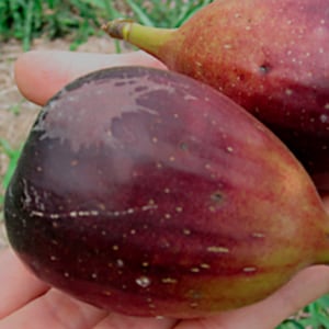 RARE Giant Fig(texas Blue Giant)the Largest Fig We've Seen Fruit Plant ...