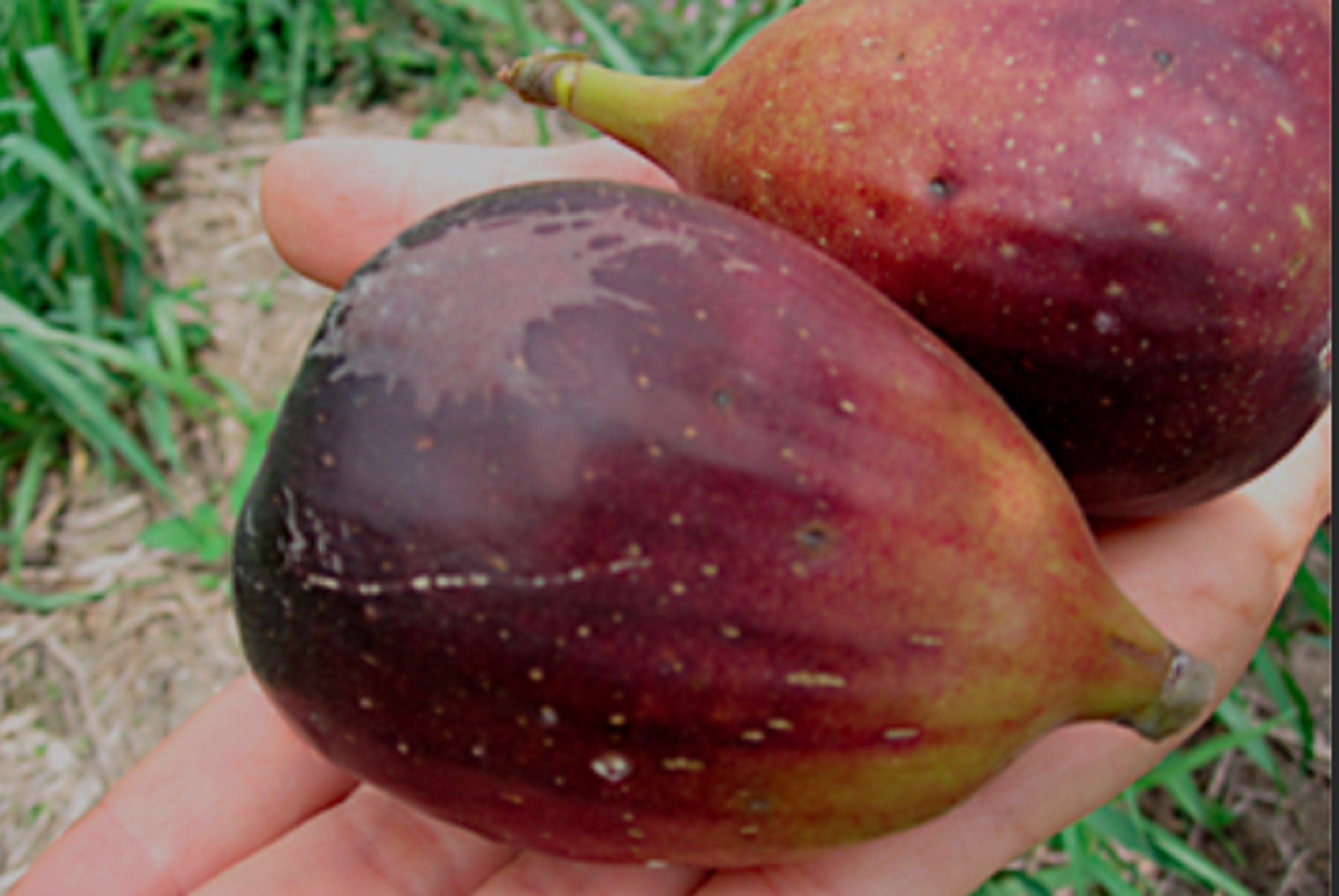 RARE Giant Fig(texas Blue Giant)the Largest Fig We've Seen Fruit Plant ...