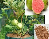 V RARE Dwarf Guava Fruit Tree 3 10 or 20 SEEDS No Plant | Etsy