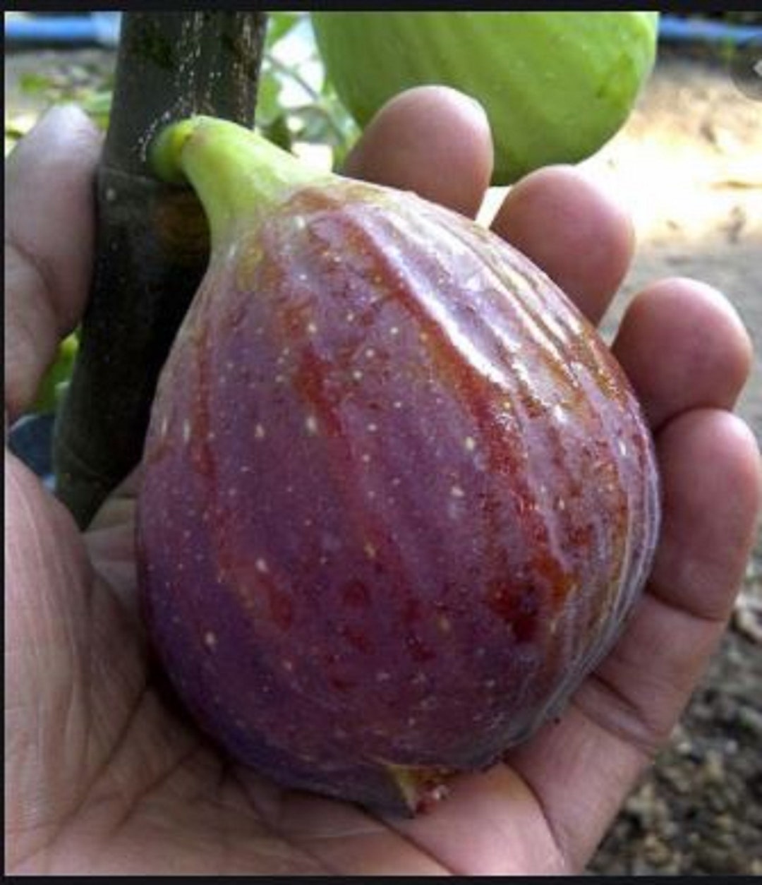 RARE Giant Fig-the Largest Fruit We've Ever Seen & Very Sweet! 2,10 30 ...