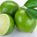 RARE Key LIME Fruit-grow Indoors in a Pot Very Juicy Fruit fresh ...
