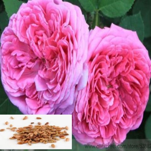 RARE Scented English PINK ROSE Tree Flower Plant 2 10 .20 or - Etsy