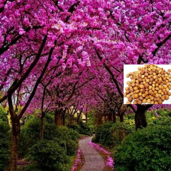 Cherry Blossom Seed - Etsy