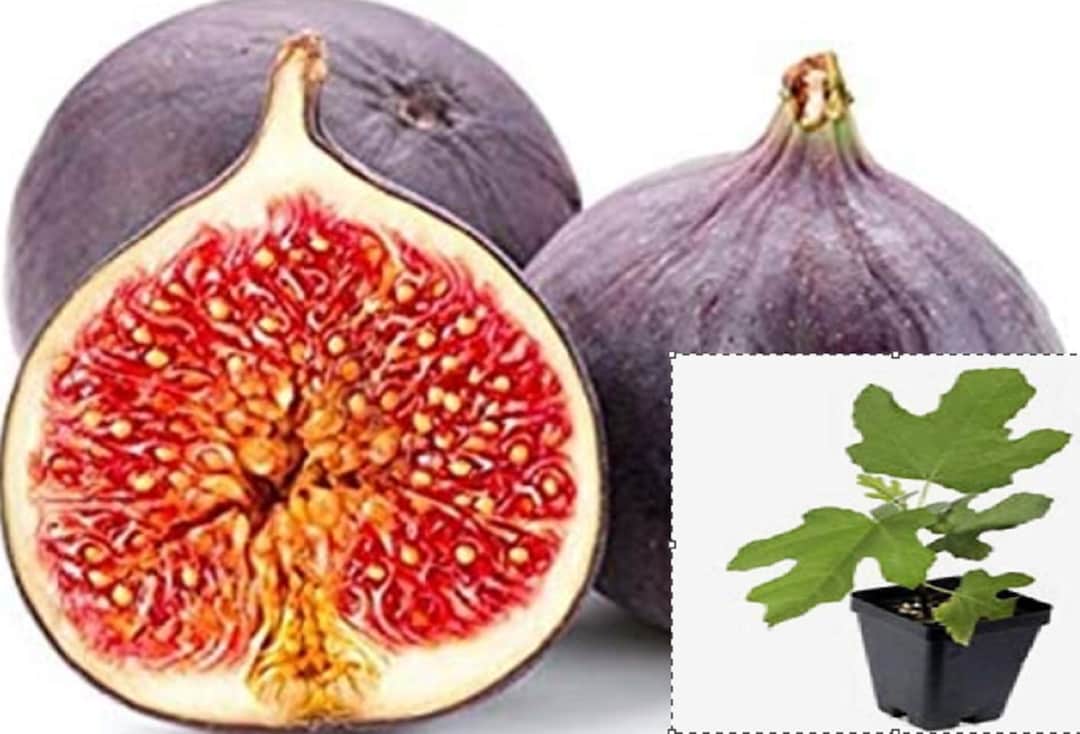 RARE Dwarf Chicago Hardy Fig Seeds-great for Indoors Container Growing ...