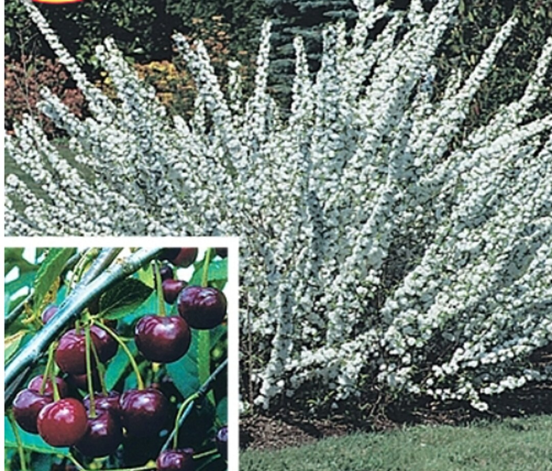 Rare Dwarf Flowering CHERRY (sand Cherry) Fruit Tree 5 or 10 SEEDS (no ...