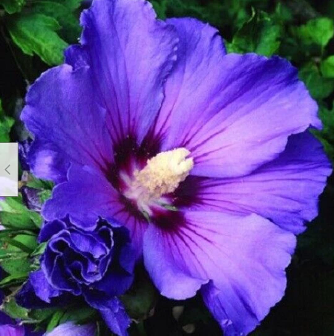 RARE Purple Giant Hibiscus-gorgeous ( 2,6 or 10 SEEDS) -fresh Harvested ...
