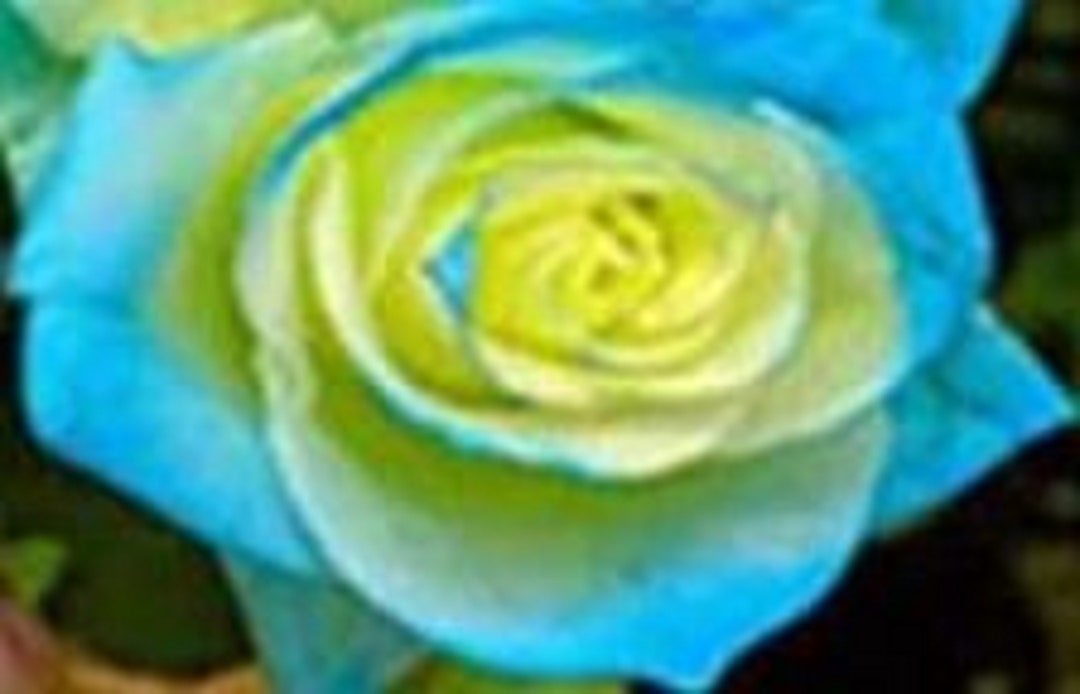 RARE Scarlet Blue ROSE Flower Tree Bush (5,10 20 or 30 SEEDS) No Plant ...