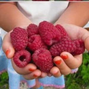 RARE Purple Royalty Raspberry Fruit Tree 5, 30 ,100 or 200 Seeds(no ...