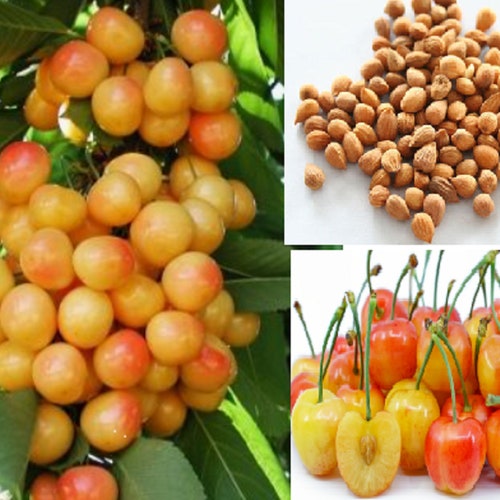 Rare Royal Ann CHERRY Fruit Tree 26 Or10 Seeds-great for - Etsy