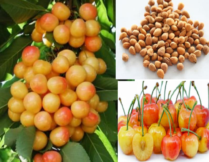 Rare Royal Ann CHERRY Fruit Tree 2,6 Or10 Seeds-great for Growing ...