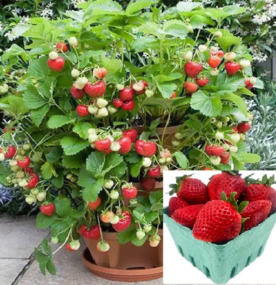 Plantas De Fresa Gigantes Fresas: Plantación, Cultivo Y Mantenimiento