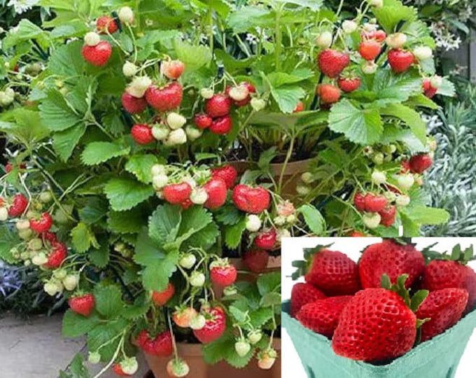 RARE Bonsai DWARF POMEGRANATE Tree Fruit 5 15 or 30 Seeds - Etsy