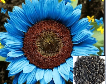 RARE Purple SUNFLOWER Exotic & Gorgeous Vivid Color 36 0r - Etsy