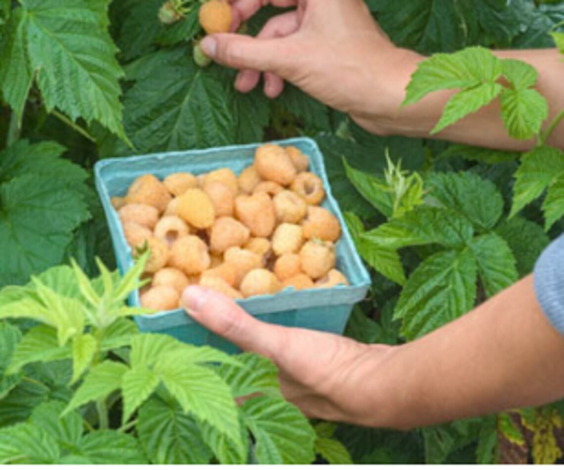 RARE Anne Yellow Raspberry Fruit Tree 3 30 60 100 or 200 - Etsy