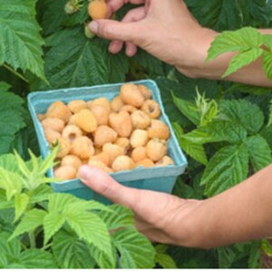 RARE Anne Yellow Raspberry Fruit Tree 3, 30 ,60 ,100 or 200 SEEDS (no ...