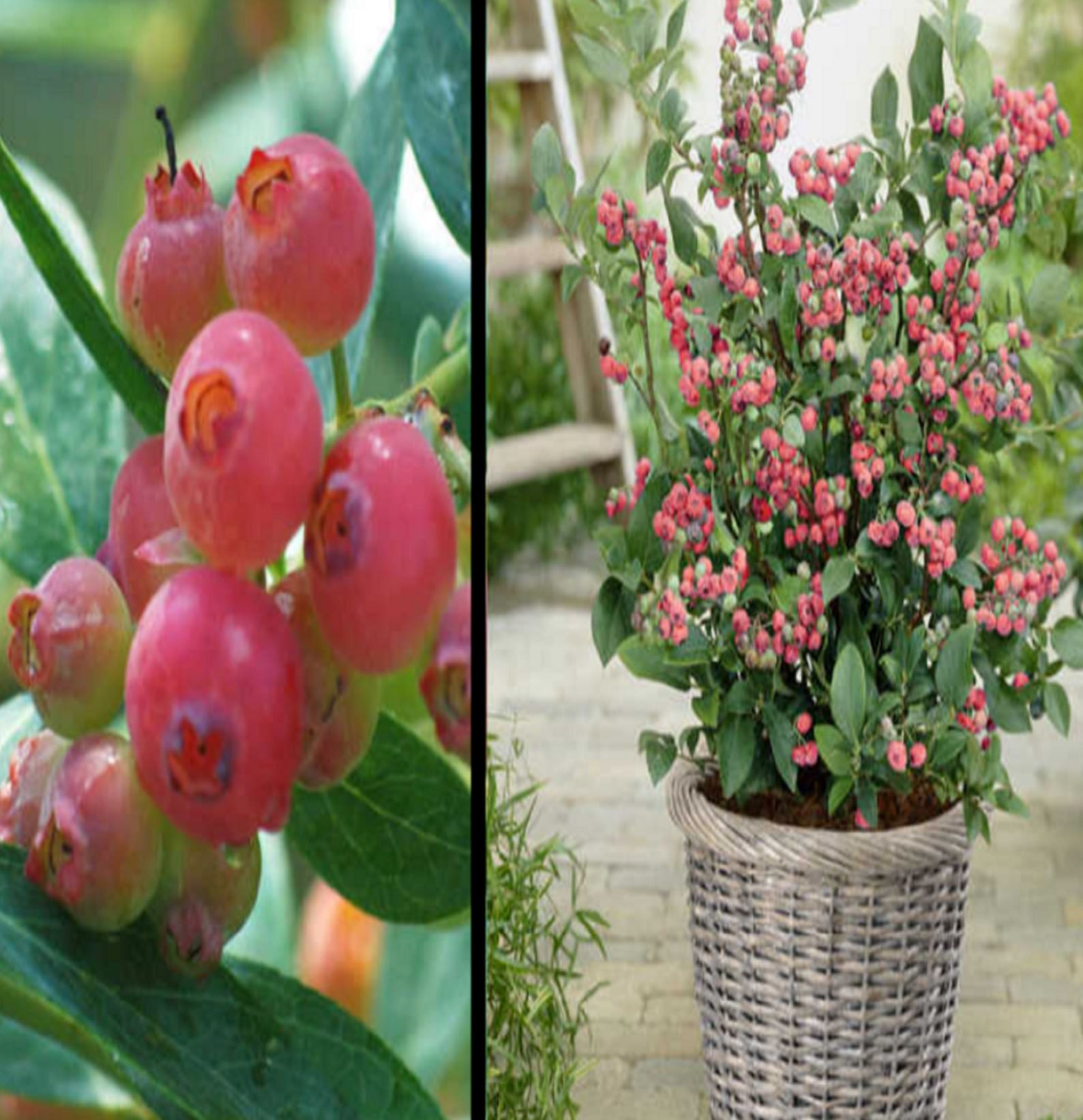 RARE PINK Lemonade BLUEBERRIES 3, 30, 100 or 200 Seeds(no Plant ...
