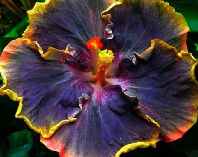 Voodoo Queen**small Rooted Tropical Hibiscus Starter Plant**ships Bare ...