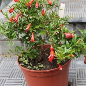 Rare Dwarf Pomegranate Bonsai Tree Seeds , Grows Indoors and Outdoors ...