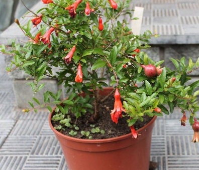 RARE Bonsai DWARF POMEGRANATE Tree Fruit 5 15 or 30 Seeds | Etsy