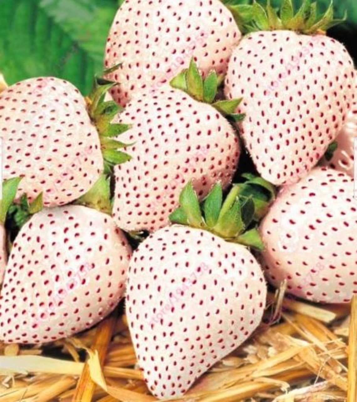 RARE WHITE STRAWBERRY Alpine Fruits Tree 10 30 100 or 200 - Etsy