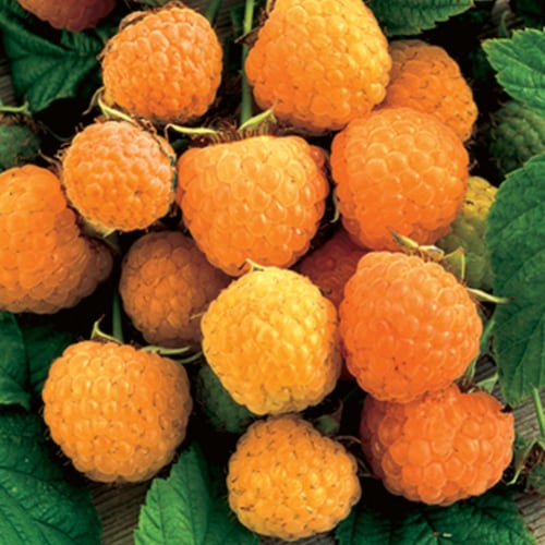 RARE Anne Yellow Raspberry Fruit Tree 3 30 60 100 or 200 - Etsy