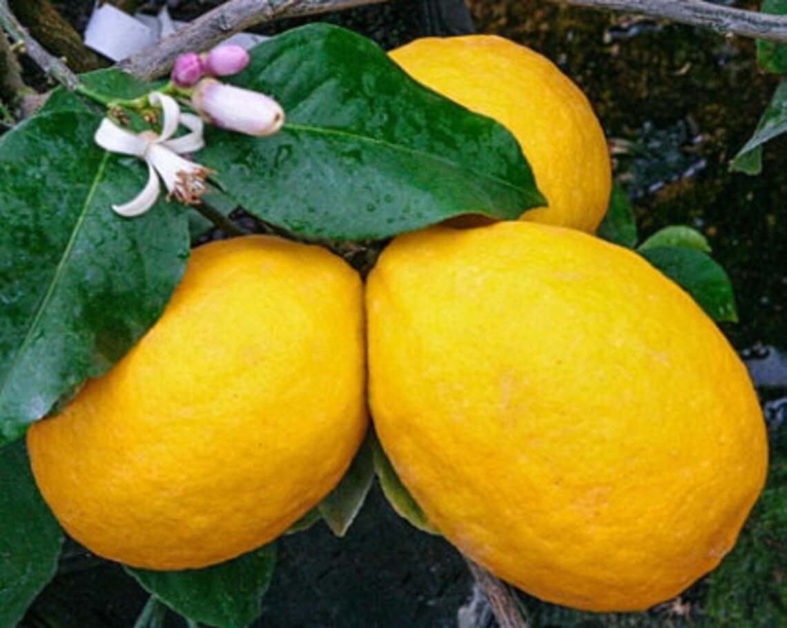 RARE Dwarf Meyer LEMON Tree-grow Indoors in a Pot (3.5 or 10 SEEDS ...