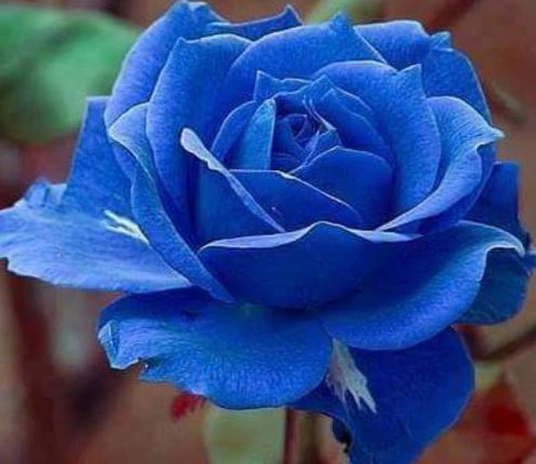 Blue Rose Flower Garden