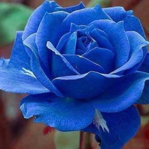 RARE Multi-color ROSE Flower Bush Plant 310 20 or 30 - Etsy