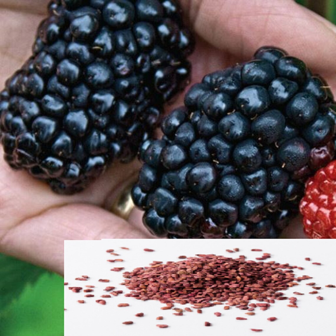 RARE Giant Mulberry-grow Indoors or Out-delicious Fruit 5,30, 100 or ...