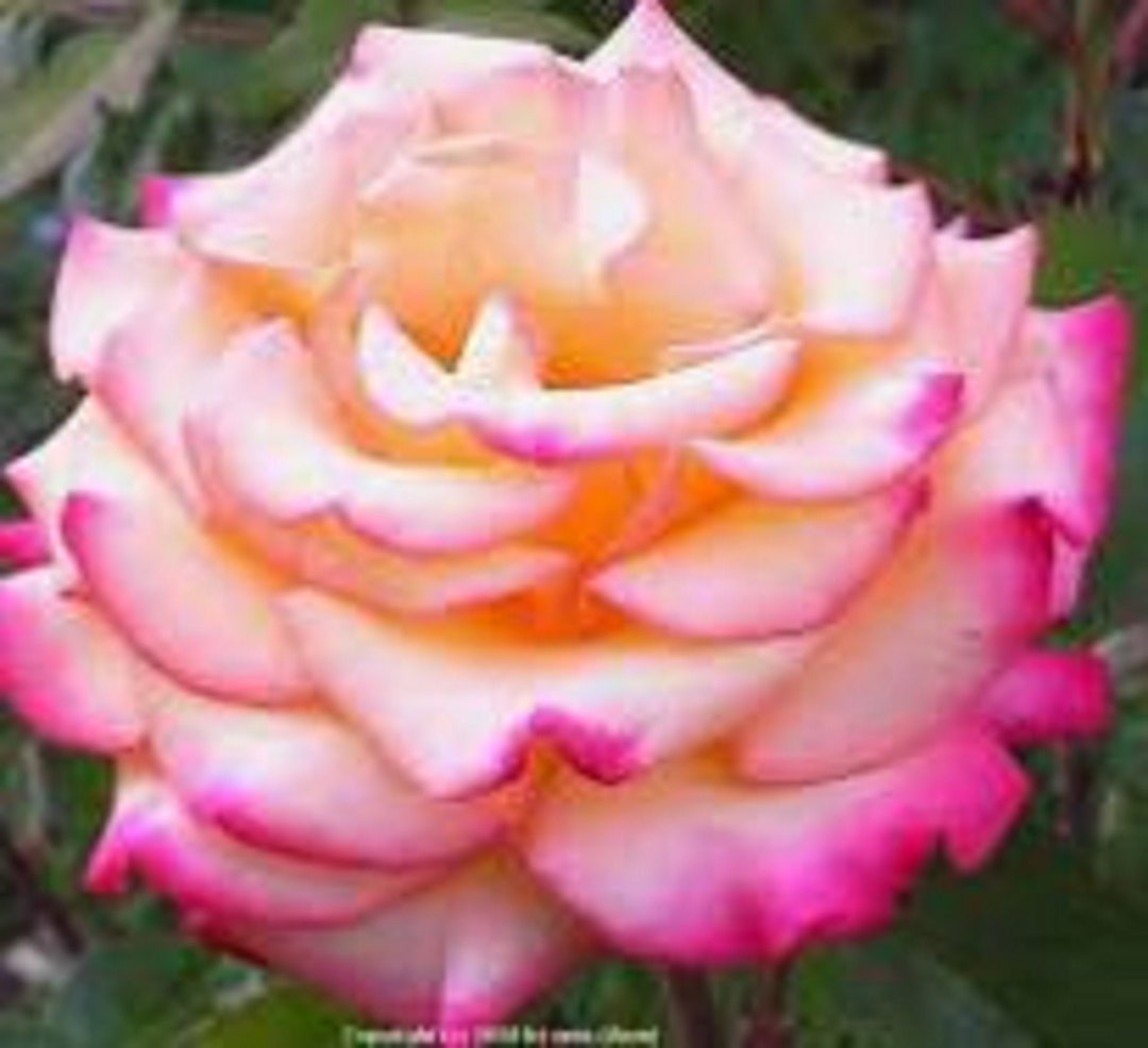 RARE Scarlet Pink ROSE Flower Tree Bush Plant 5, 10 ,20 or 30 Seeds (no ...