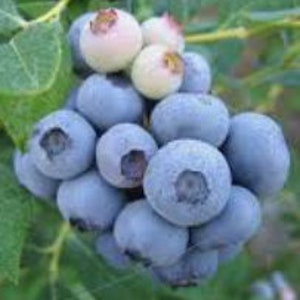 RARE Giant Titan BLUEBERRIES 3,10.40 ,100 0r 200 Seeds-very Sweet ...