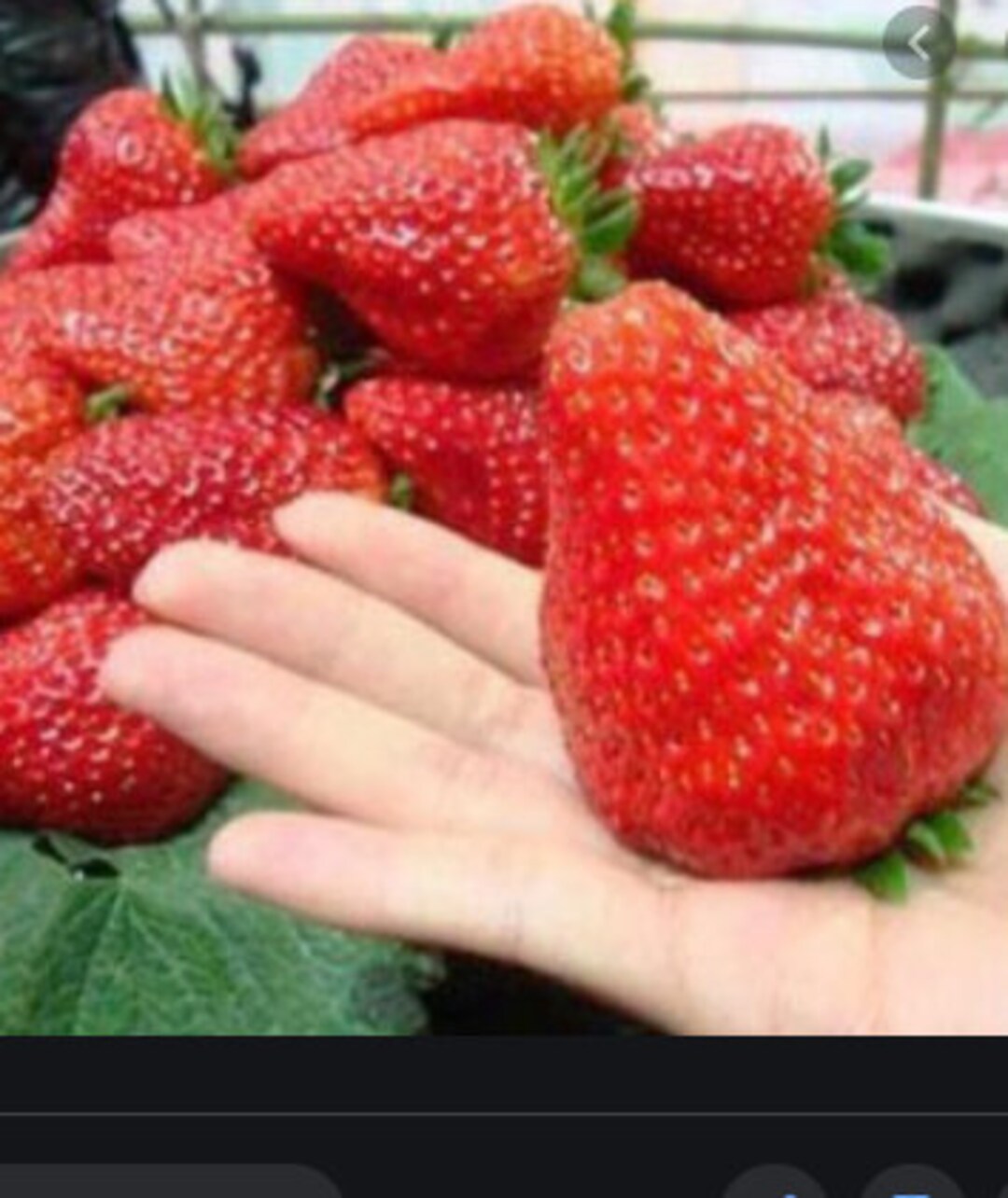 RARE Giant STRAWBERRY- Very Sweet Fruit Plant Tree- Fresh Harvested in ...