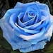 RARE Light Blue ROSE Flower Tree Bush( 3 .10, 20 or 30 Seeds(no Plant ...