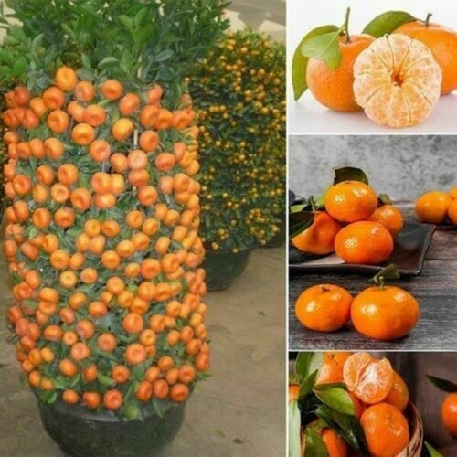 RARE Dwarf Mandarin Orange Tree Very Sweet great for Growing - Etsy