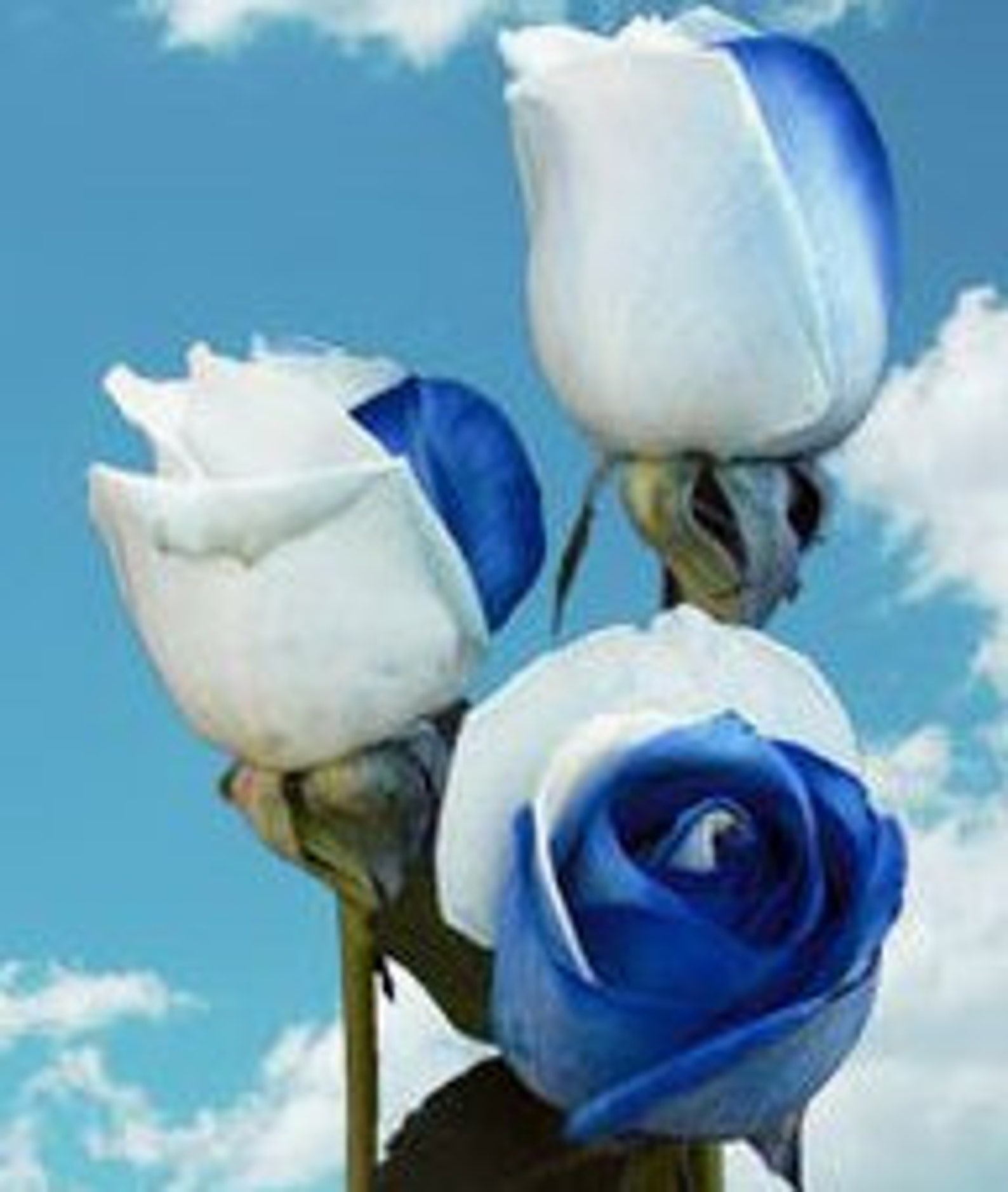 RARE Blue and white ROSE flower plant tree 10 or 20 Seeds | Etsy