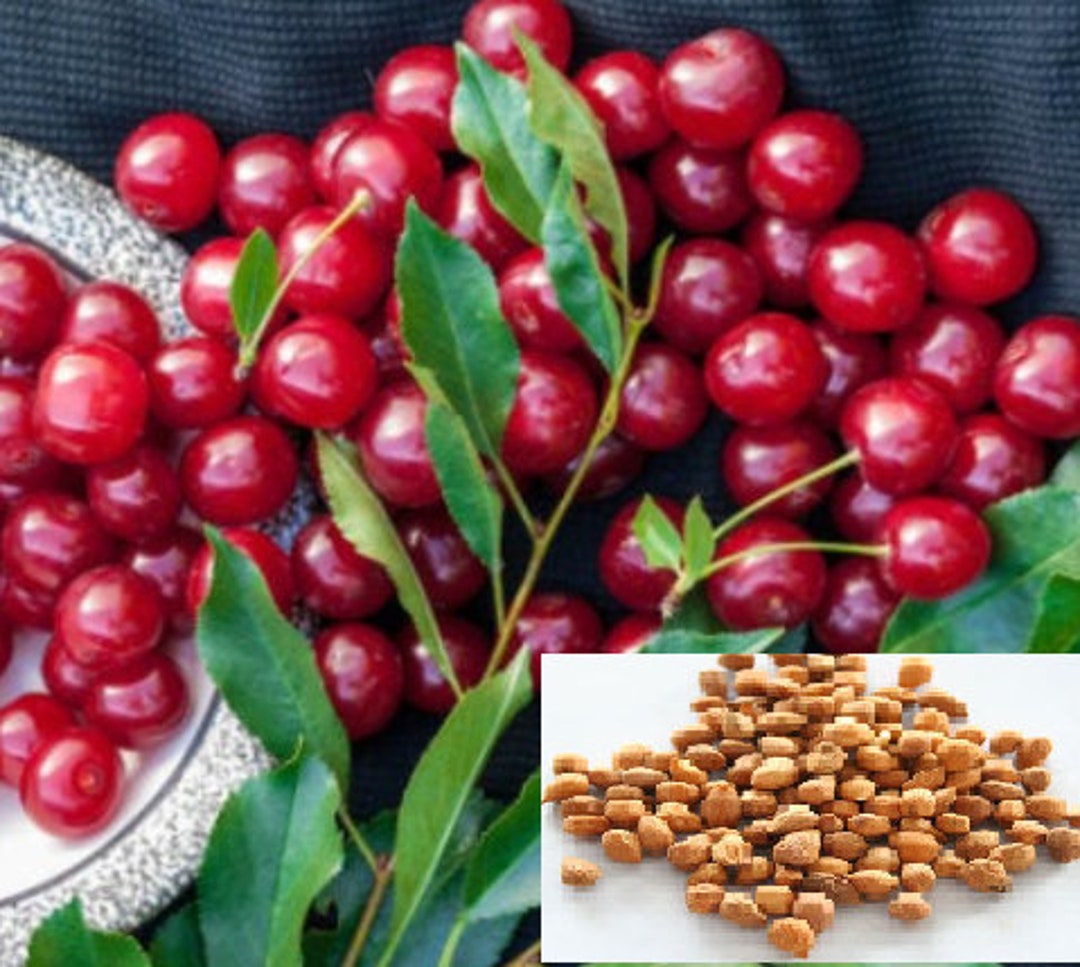 Dwarf Stella Cherry Seeds, Sweet Fruit, Grow Indoors or Out - Etsy