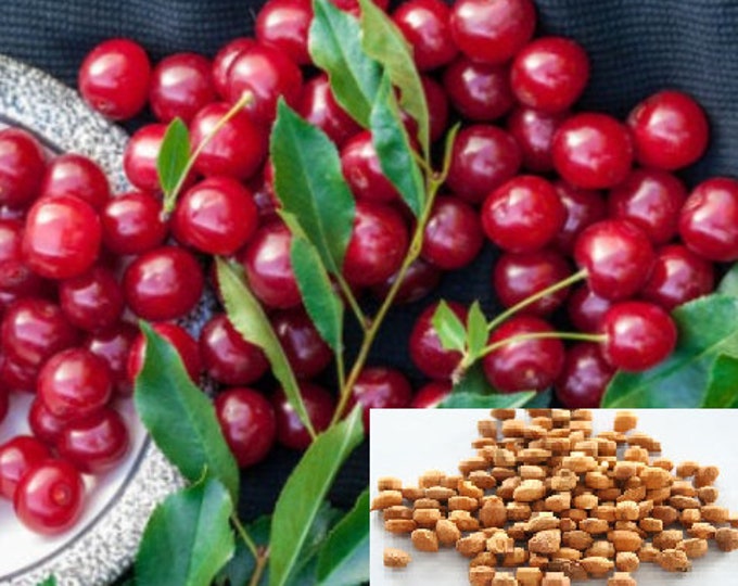 4-5 FT Compact Stella Grafted Cherry Tree, Semi- Dwarf Size, Sweet ...