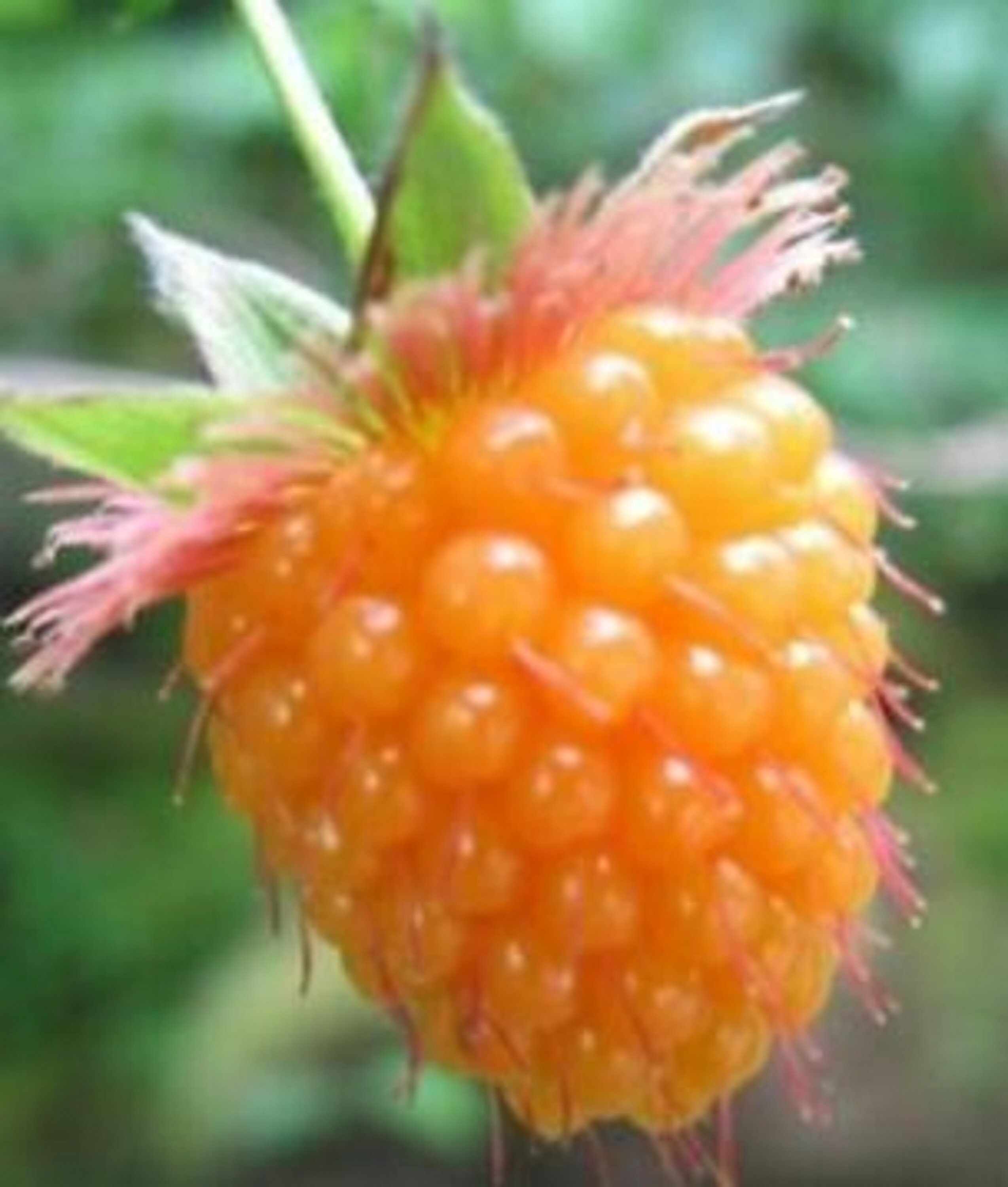 Orange Raspberry Plant