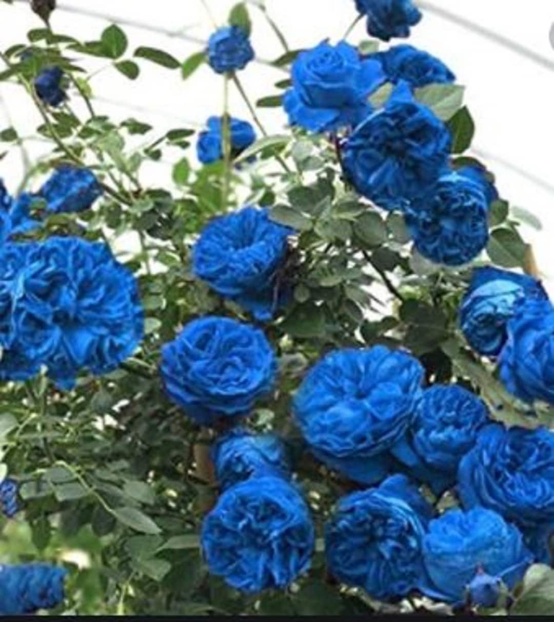 RARE-CLIMBING ROSE Blue Bush Scented -(3 , 10 ,20 or 30 Seeds ...