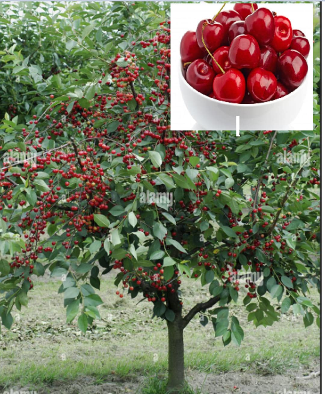 Rare Dwarf English Morello CHERRY Fruit Tree 5 or 10 SEEDS (no Plant ...