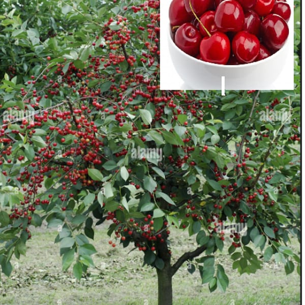 Cherry Tree Live Plant - Etsy