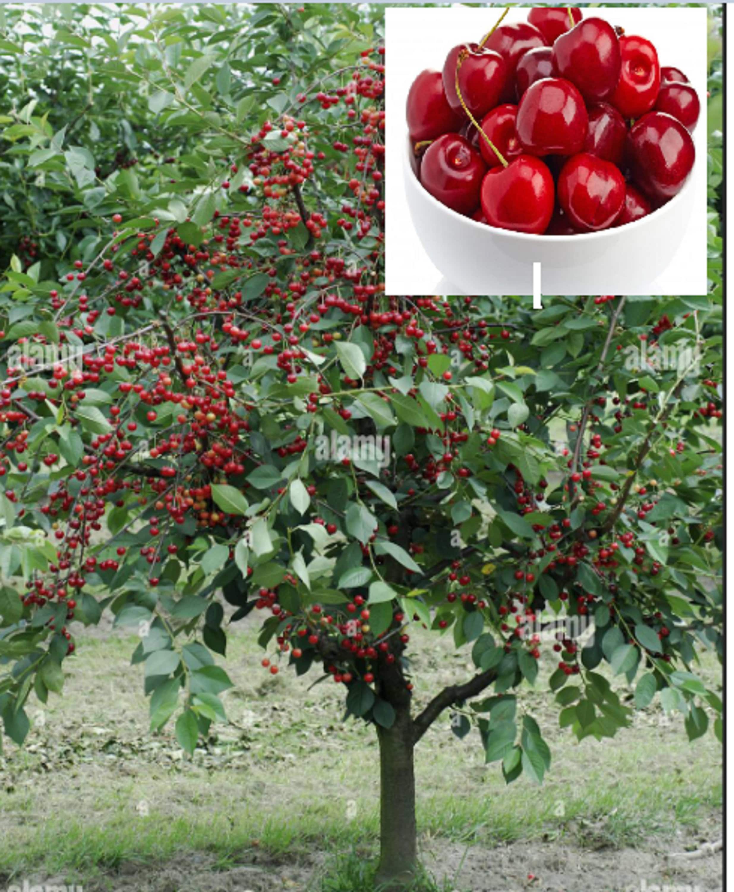Dwarf Cherry Fruit Tree