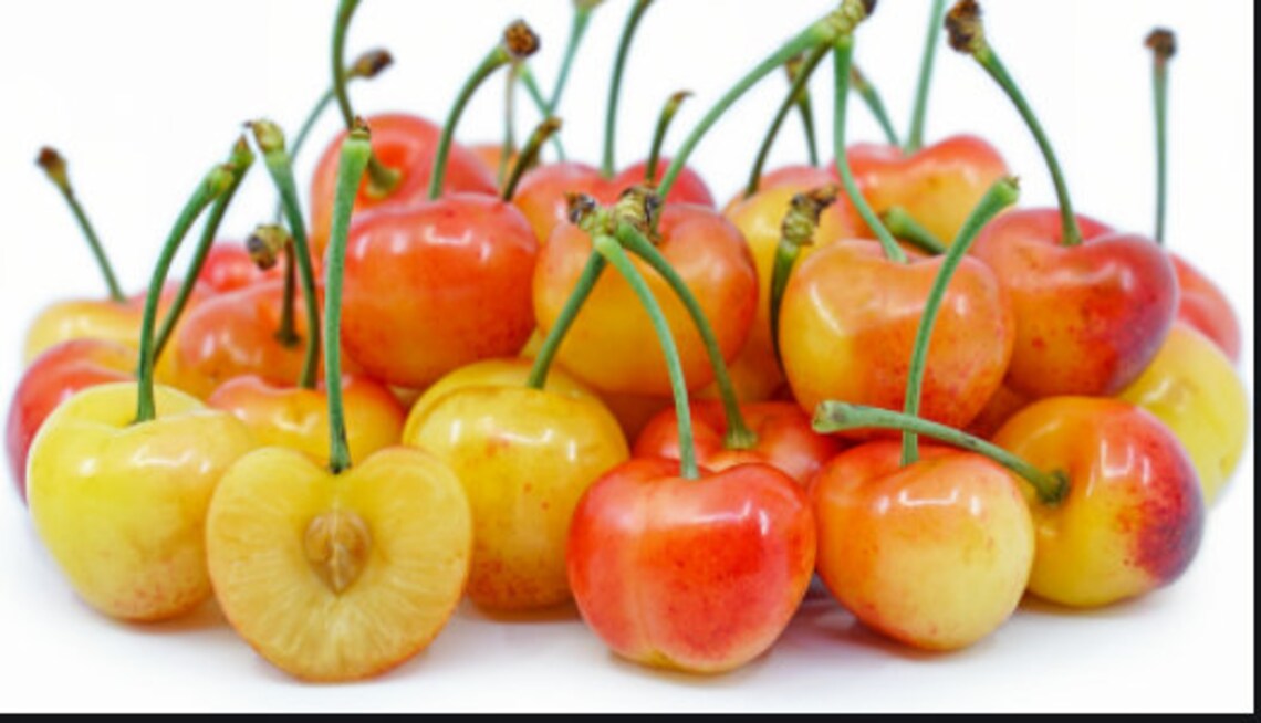 RARE Rainiers Cherry-grow Indoors in a Pot or Out-(2,6 Or10 Seeds)very ...