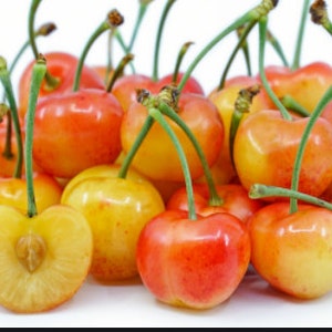 Rare Royal Ann CHERRY Fruit Tree 2,6 Or10 Seeds-great for Growing ...