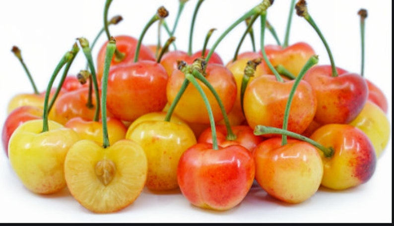 Rare Royal Ann CHERRY Fruit Tree 2,6 Or10 Seeds-great for Growing ...
