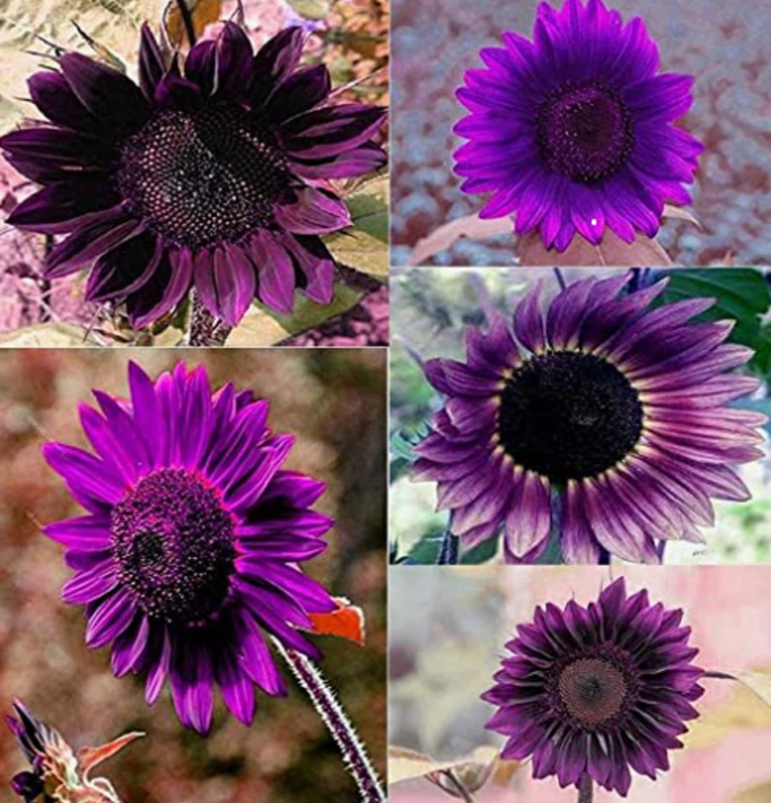 RARE Purple SUNFLOWER- Exotic & Gorgeous Vivid Color - 2,6 0r 10 SEEDS ...