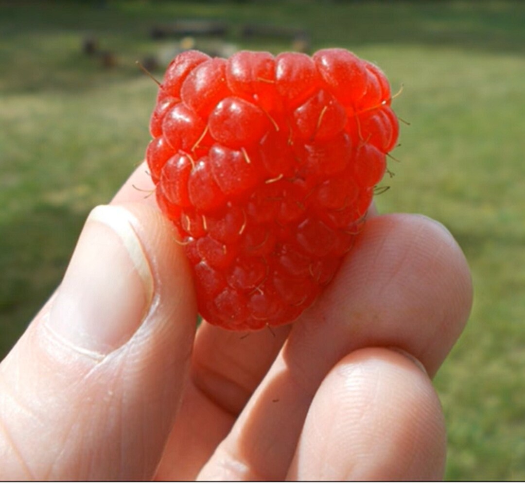 N RARE JUMBO Raspberry Fruit Tree 5 30 ,60 or 120 Seeds(no Plant ...